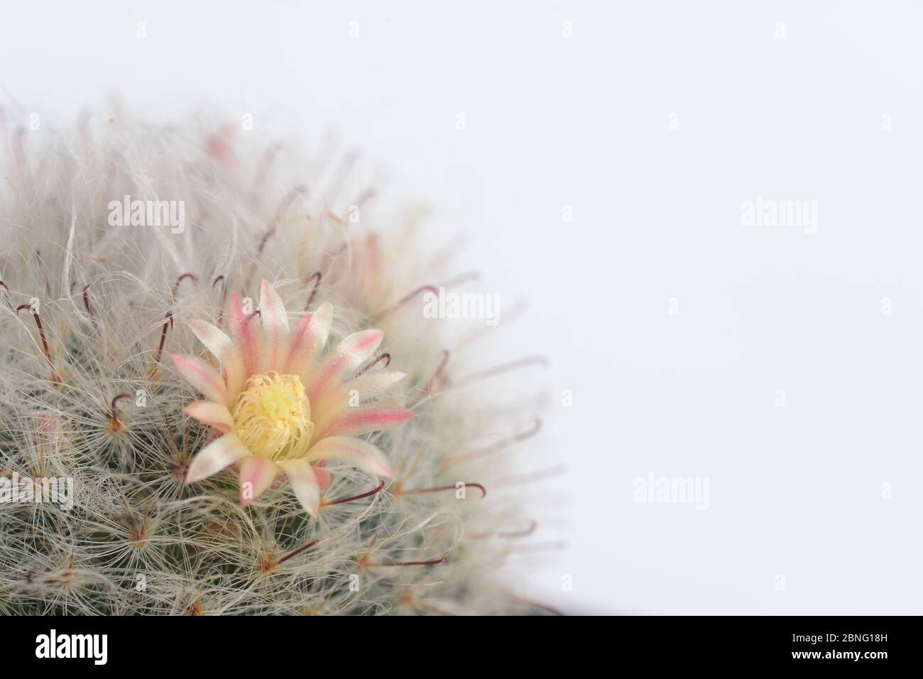 Mammillaria boscana hi-res stock photography and images - Alamy