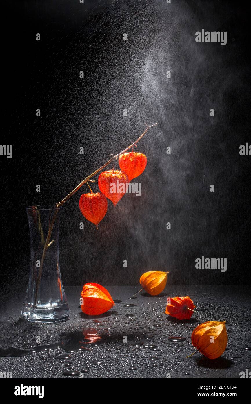 Still life with branches of physalis in in a glass vase under drops of ...