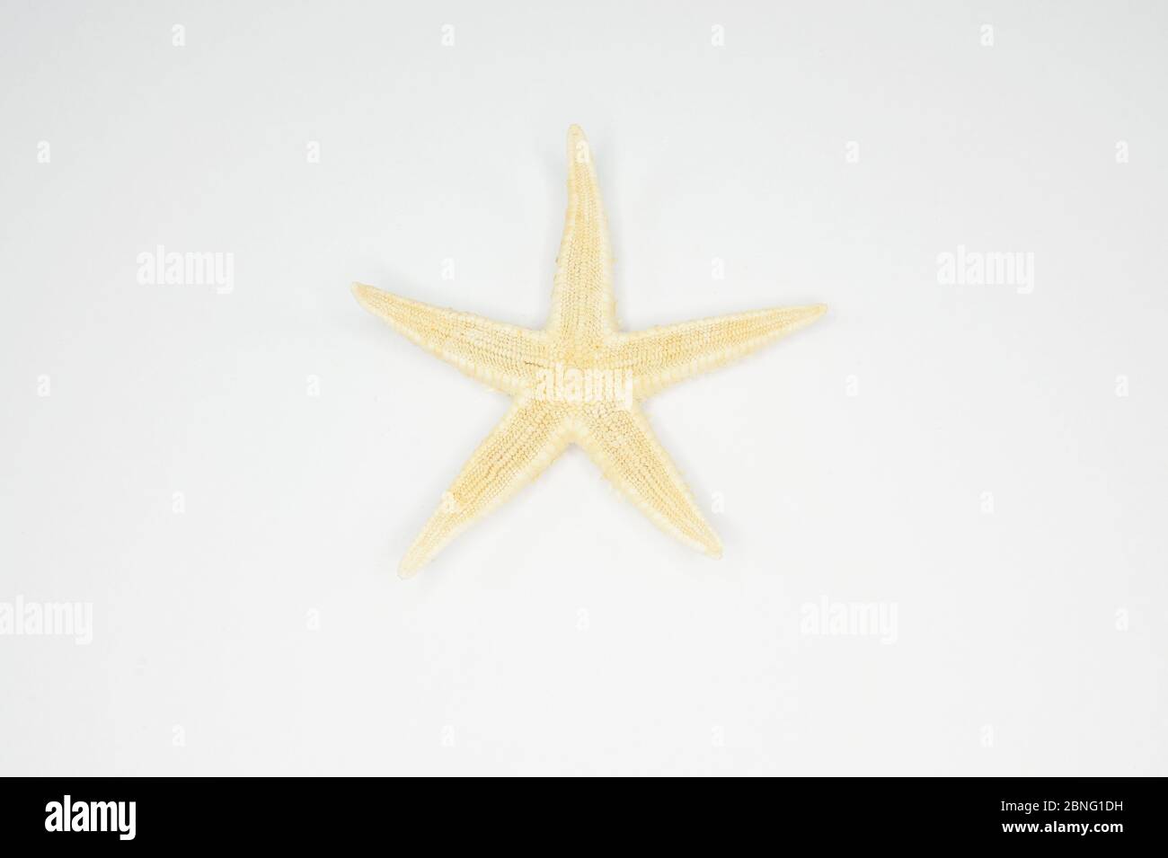Dried starfish isolated on a white background Stock Photo - Alamy