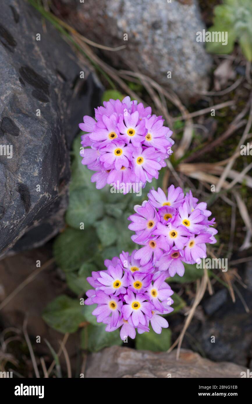 Alpine wildflowers, Primula magellanica, in Los Glaciares National Park ...