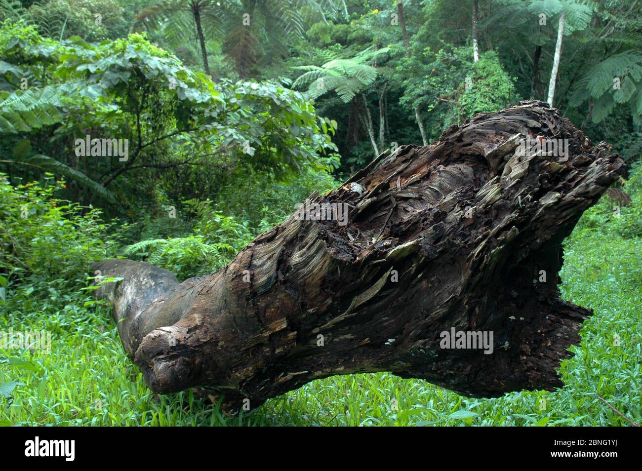 big dead tree Stock Photo - Alamy