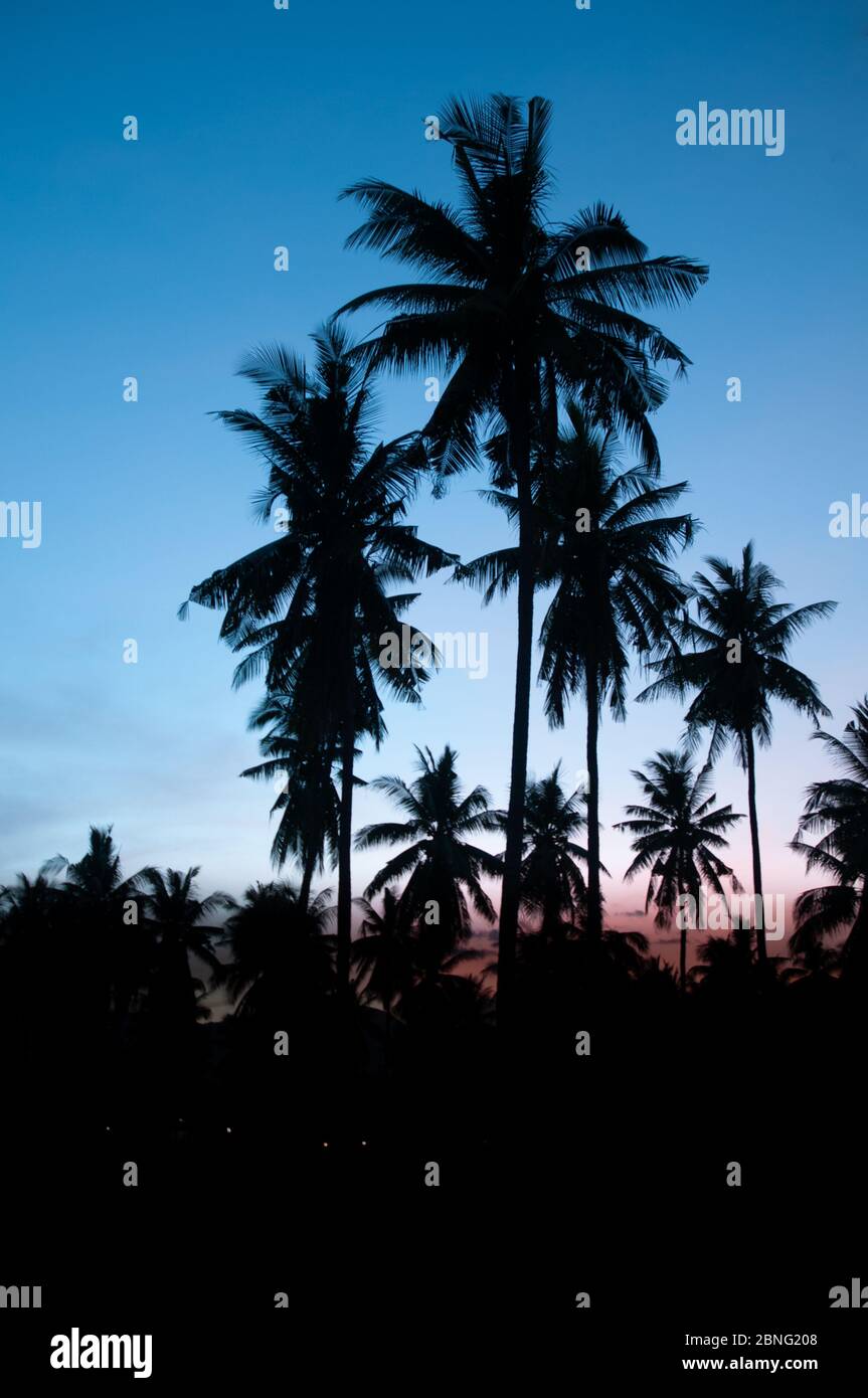 sunset with coconut tree Stock Photo - Alamy