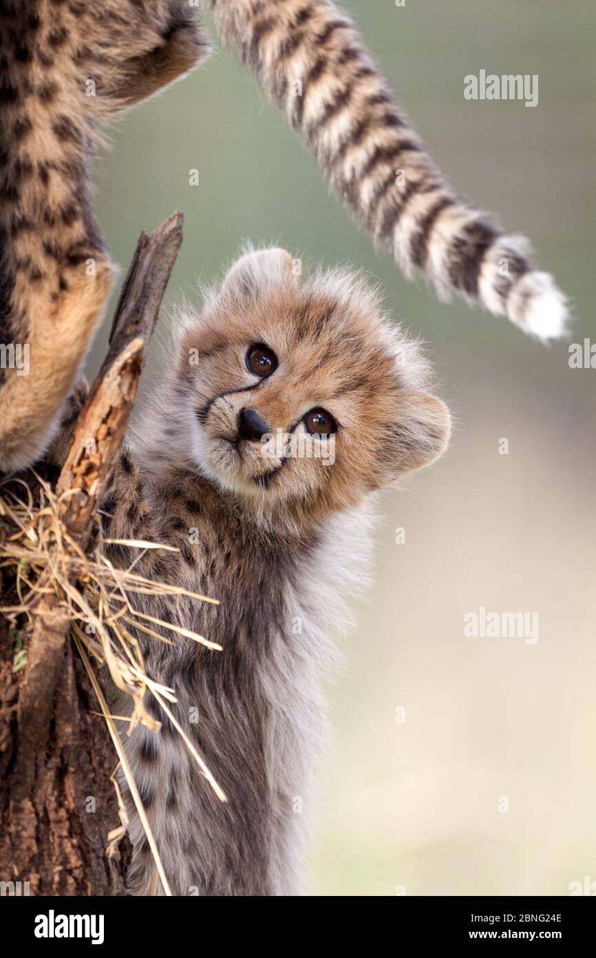 Cute Baby Cheetah Cubs Drawing