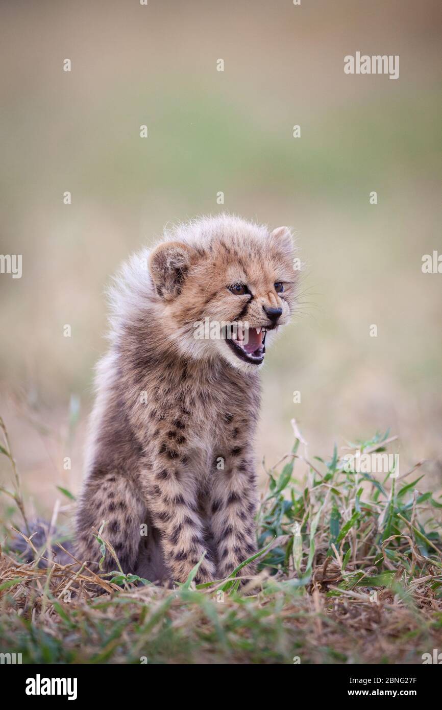 Cute Baby Cheetah Wallpaper Cheetah Cubs Background Images, HD