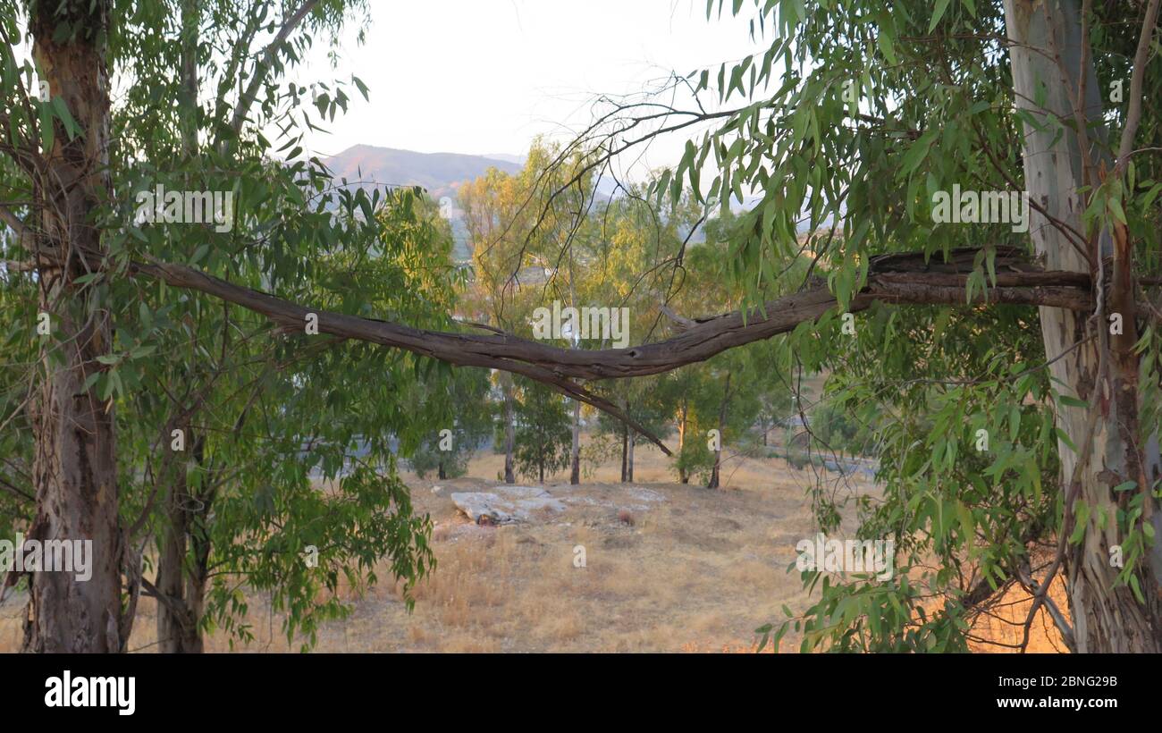 Fallen Eucalyptus branch bridging two trees on hillside Stock Photo - Alamy