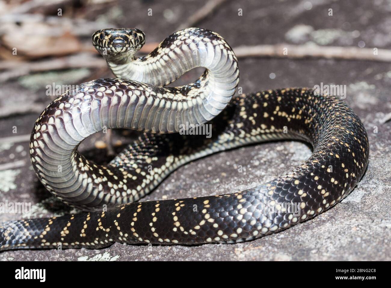 Broad-Headed Snake in strike position Stock Photo - Alamy