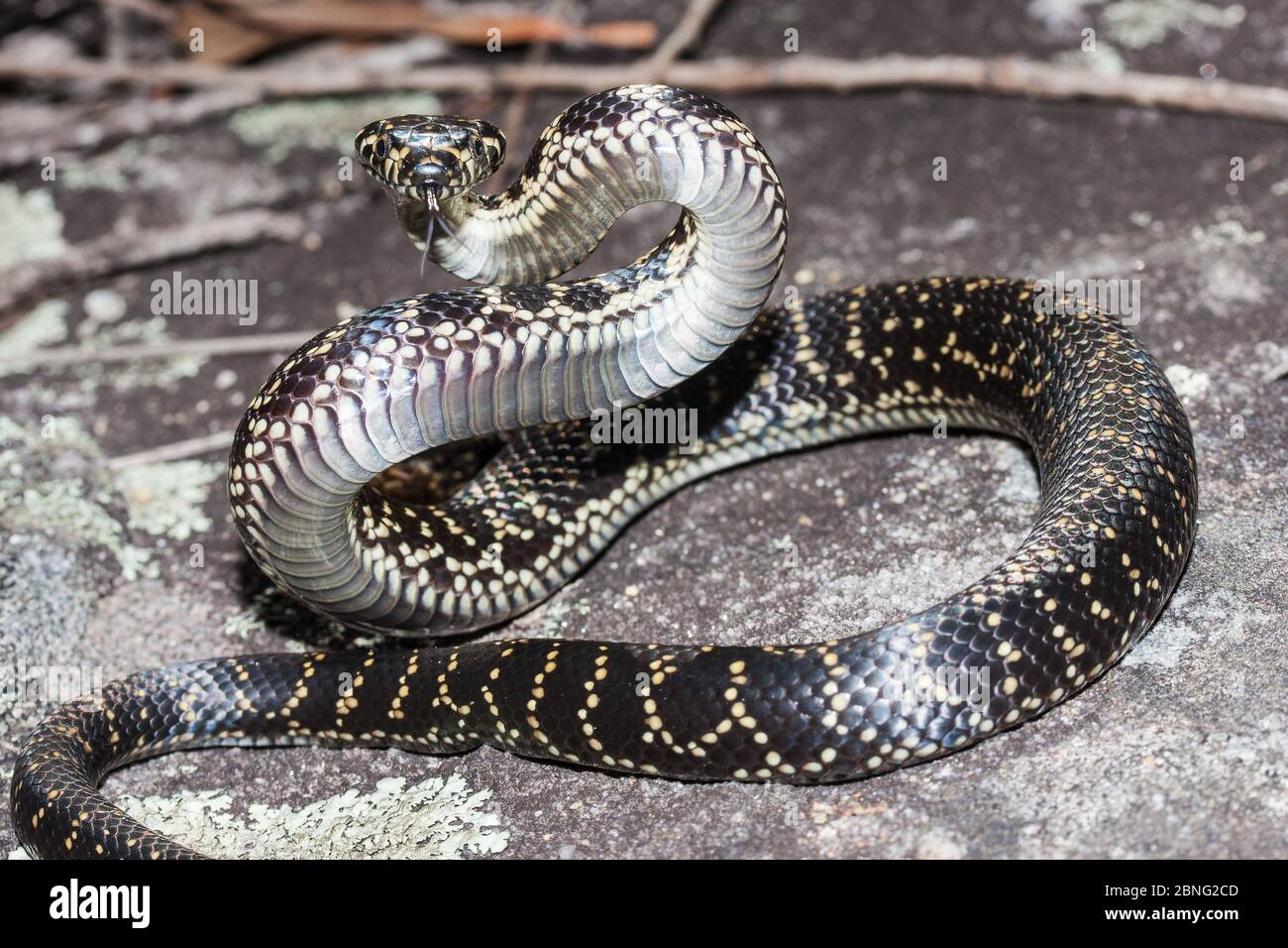 Broad-Headed Snake in strike position Stock Photo - Alamy