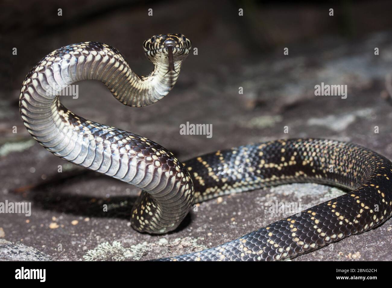 Broad-Headed Snake in strike position Stock Photo - Alamy