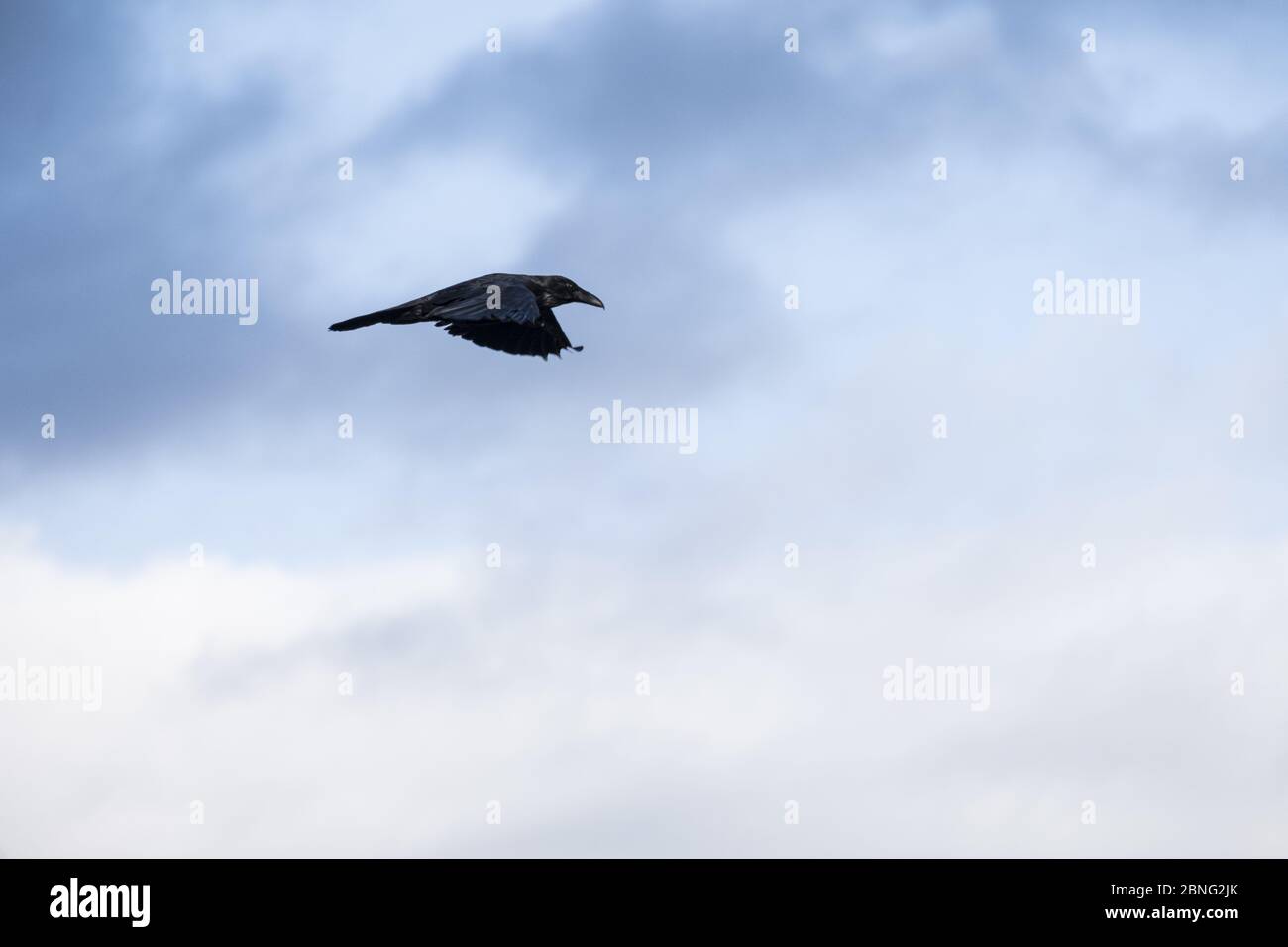 American crow flight silhouette hi-res stock photography and images - Alamy