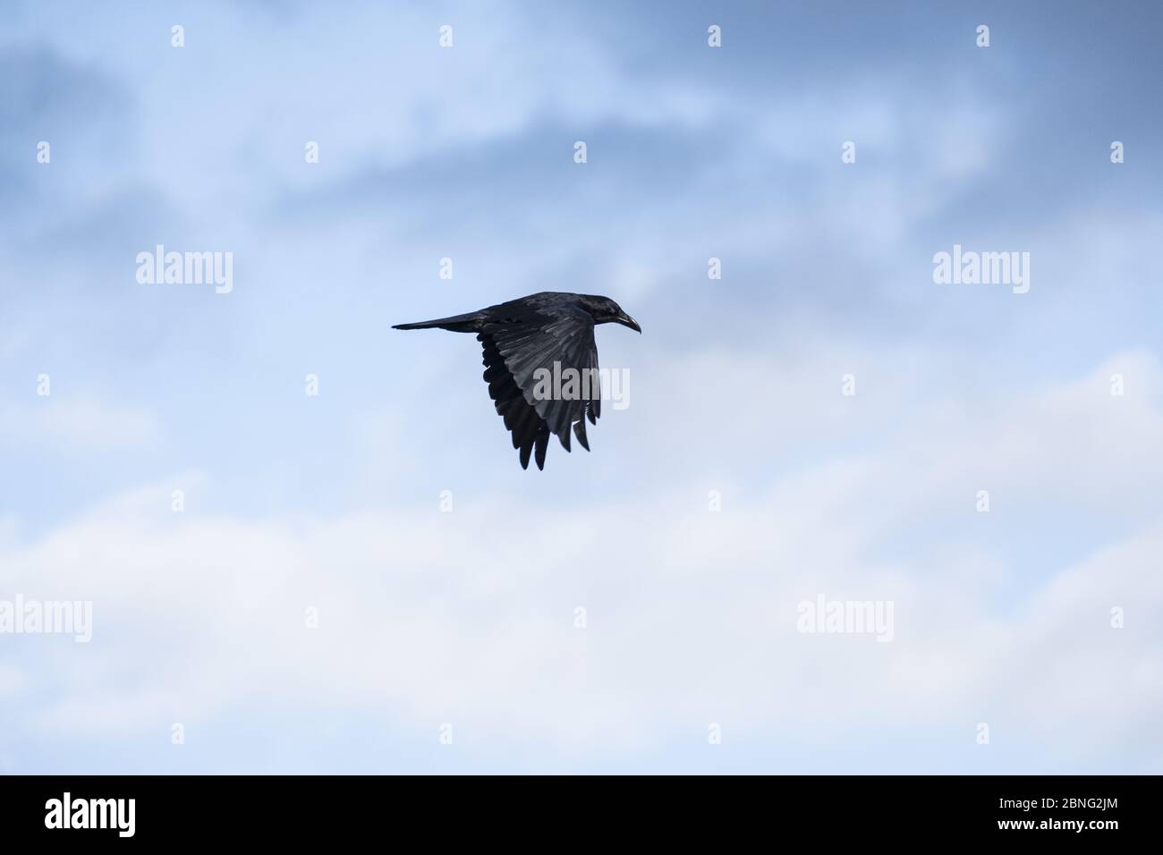 A close-up of a crow flying Stock Photo - Alamy