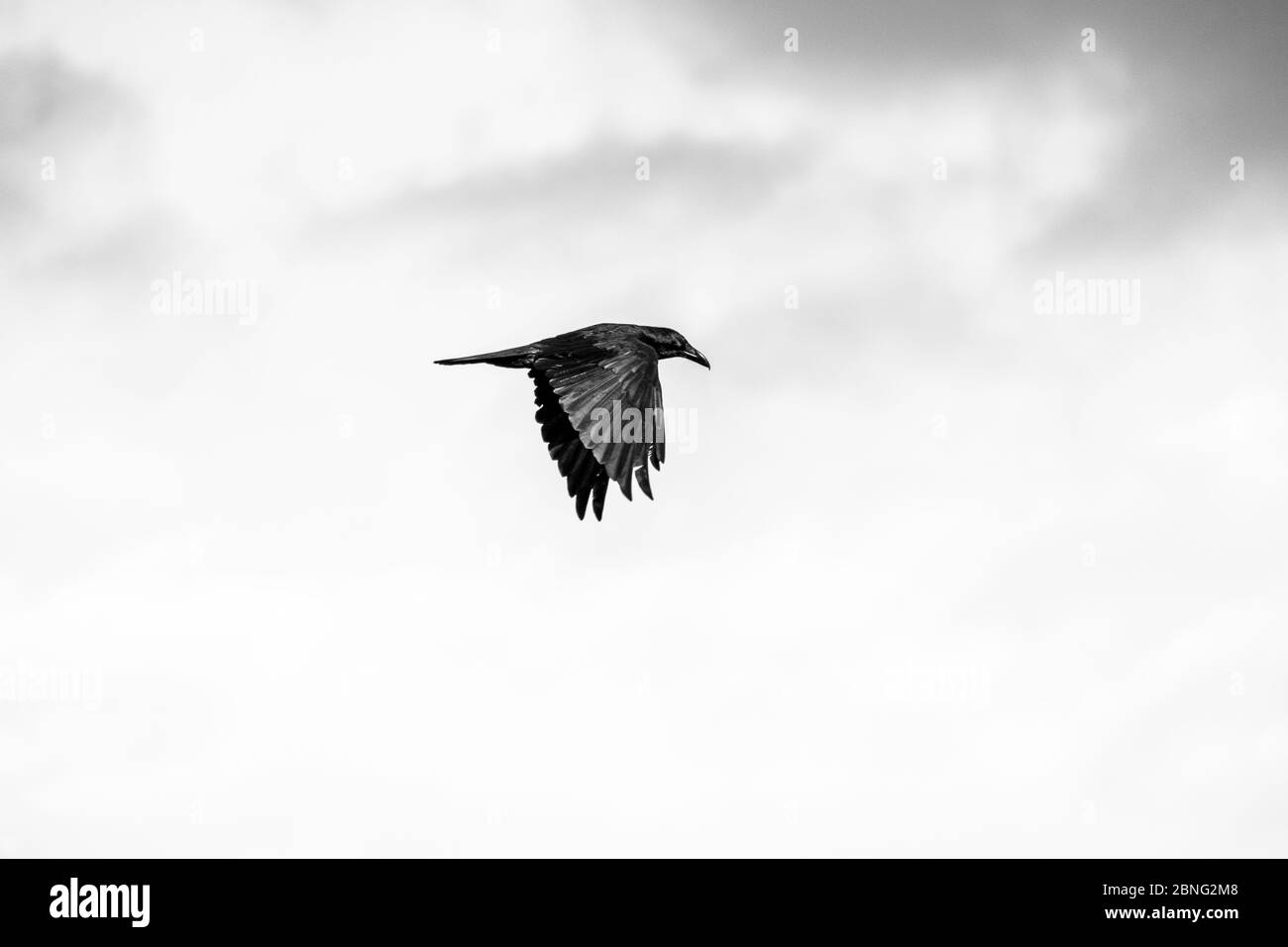 A crow in flight with sky and clouds in the background Stock Photo - Alamy