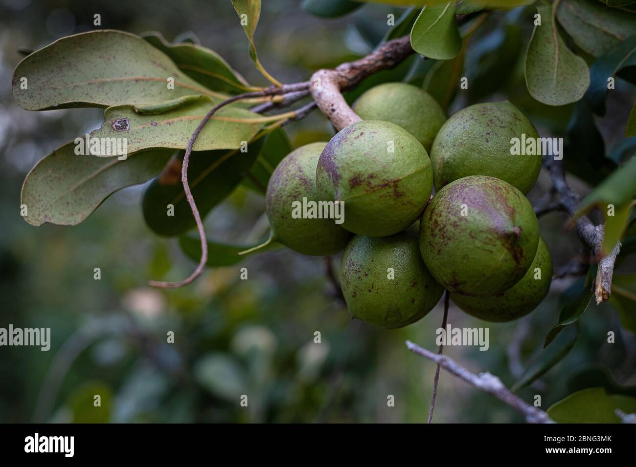 Group of macadamia nuts on its tree in the plantation at blurred ...