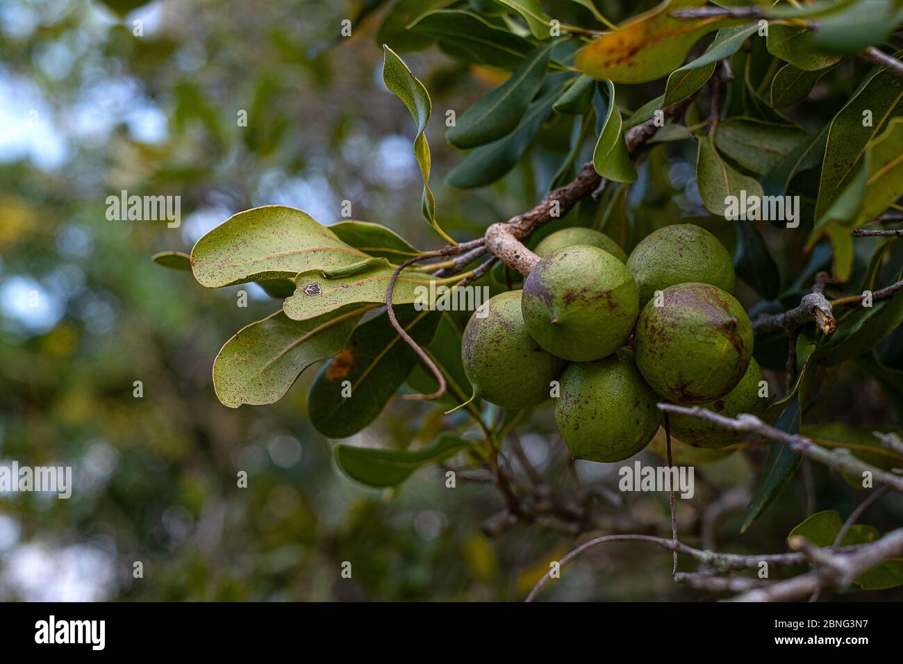 Group of macadamia nuts on its tree in the plantation at blurred ...