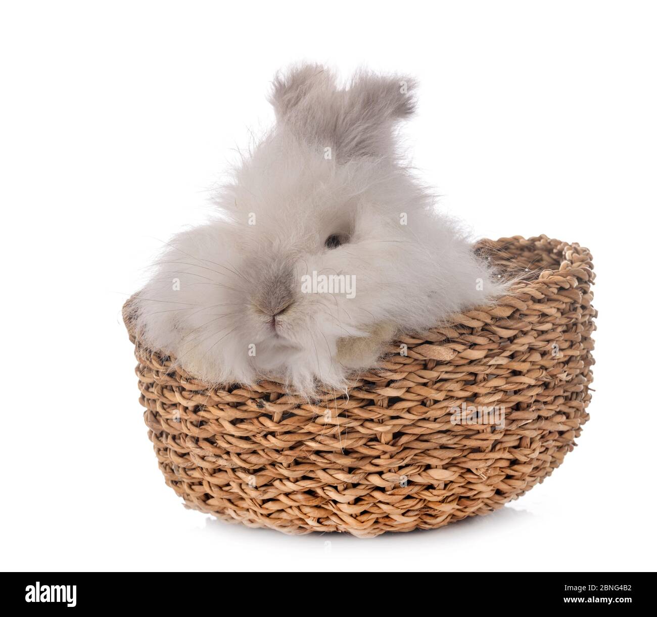 English Angora in front of white background Stock Photo - Alamy