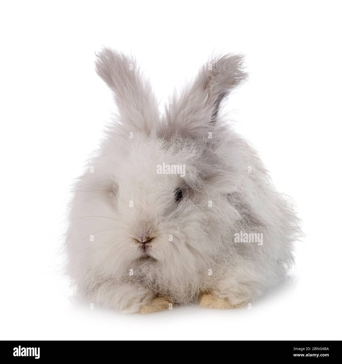 English Angora in front of white background Stock Photo - Alamy