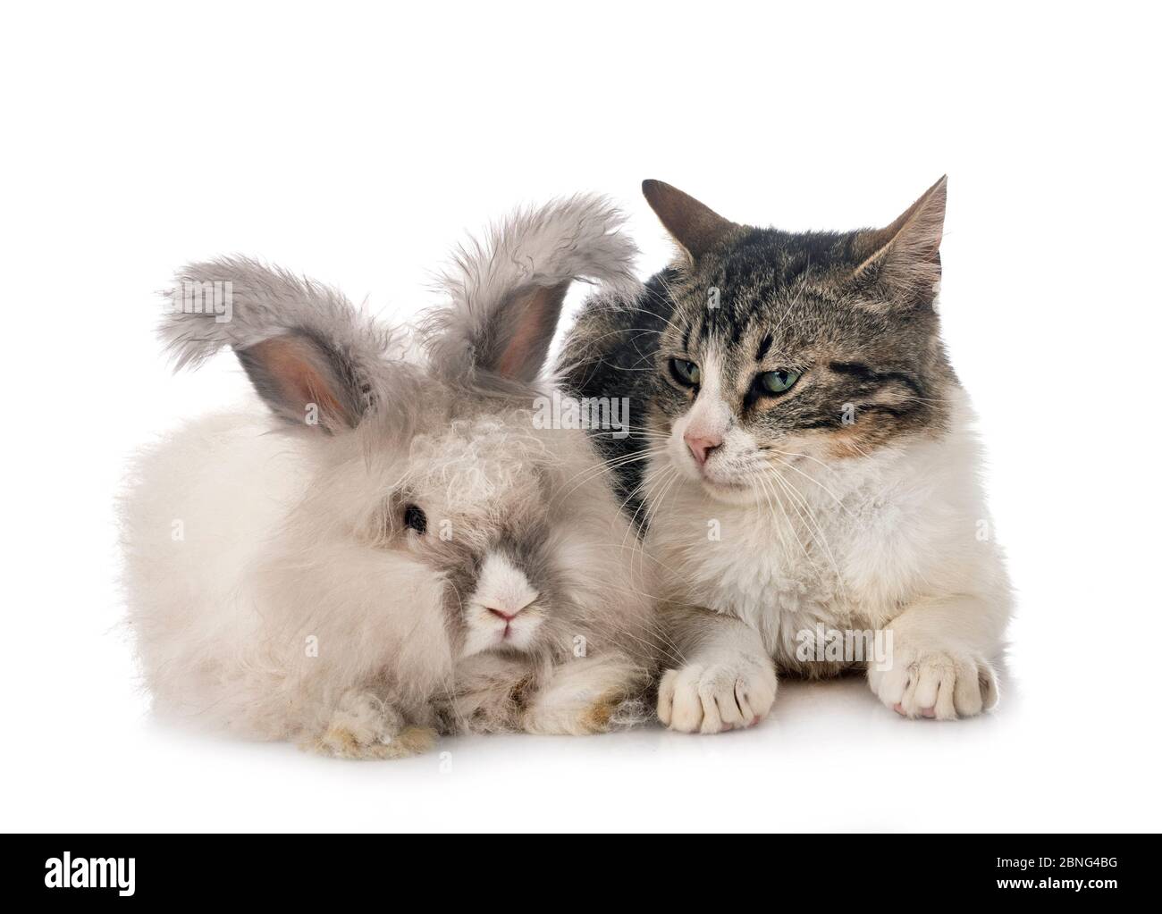 English Angora and cat in front of white background Stock Photo - Alamy