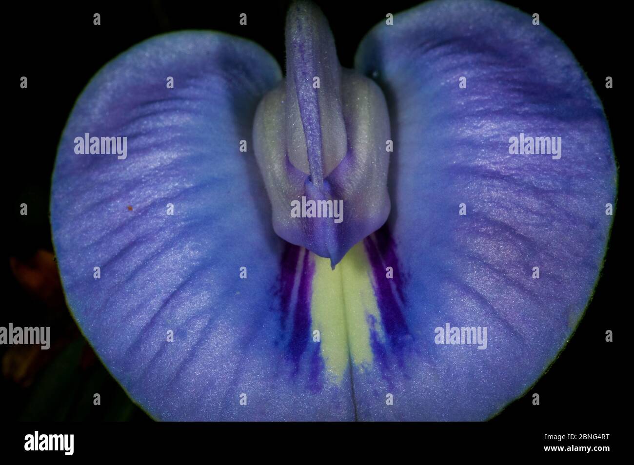 National flower of panama hi-res stock photography and images - Alamy