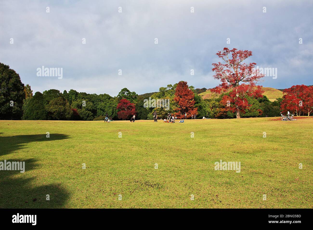Nara bush hi-res stock photography and images - Alamy