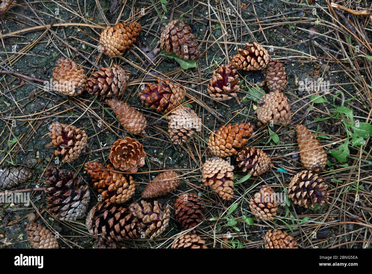 top viewe pine cones background Stock Photo - Alamy