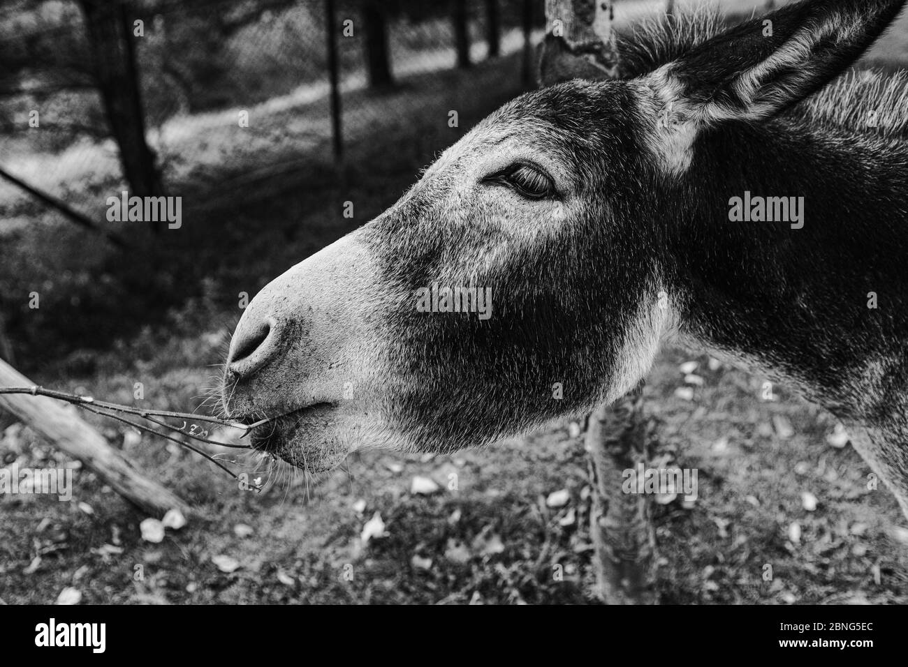 Greyscale shot of the burro's head in the farm Stock Photo - Alamy