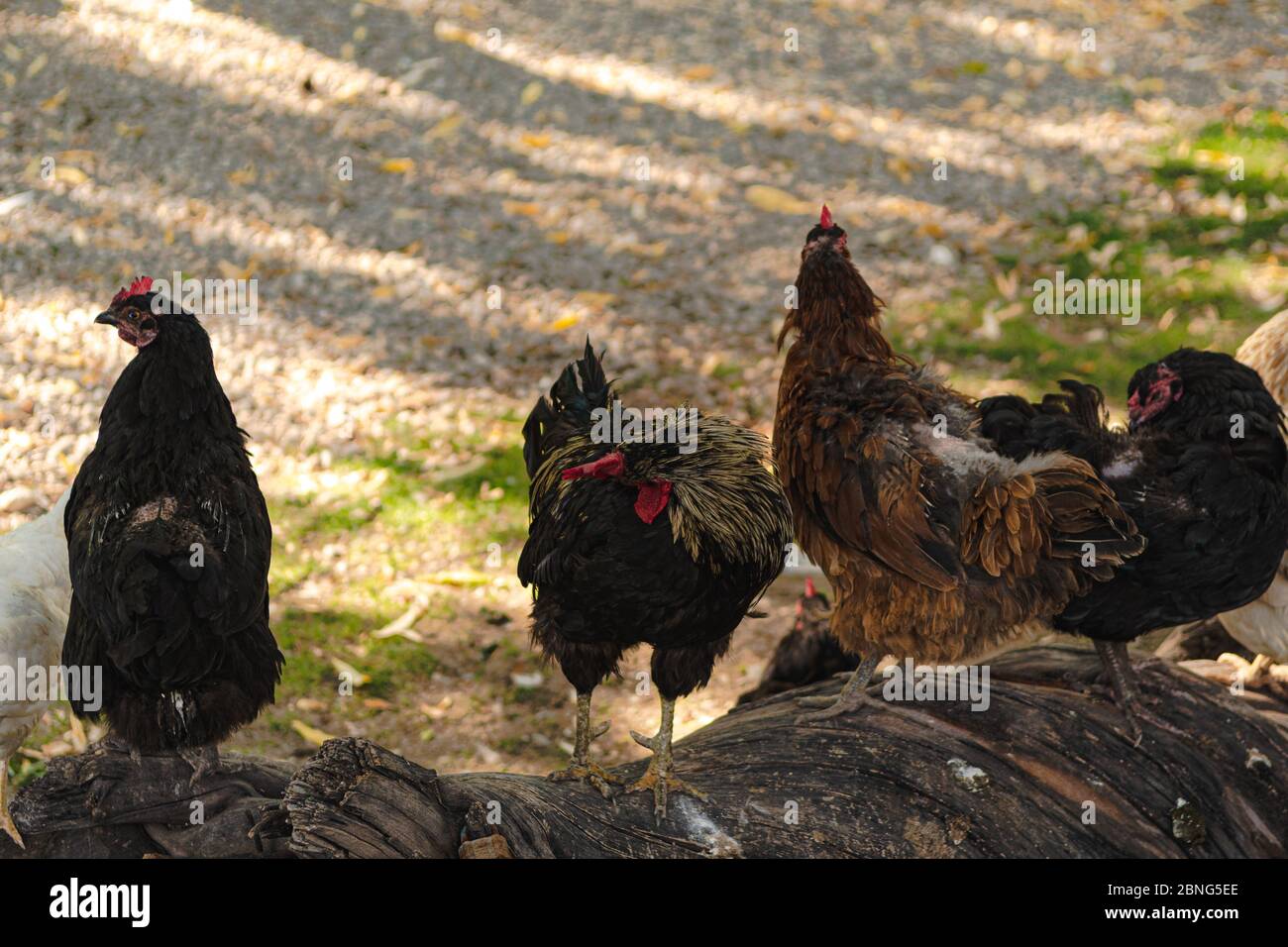 Hen on a tree trunk hi-res stock photography and images - Alamy