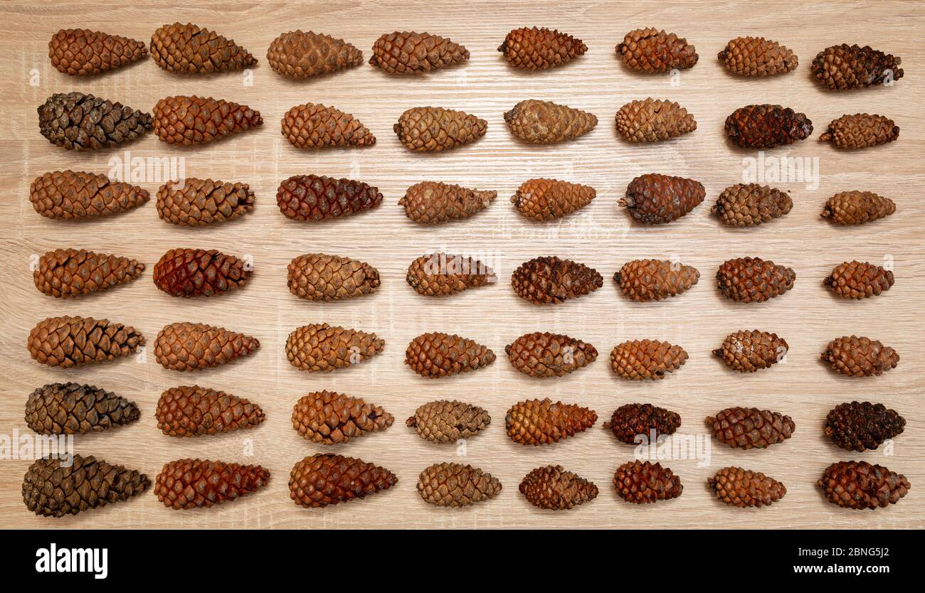 pine cones background Stock Photo - Alamy