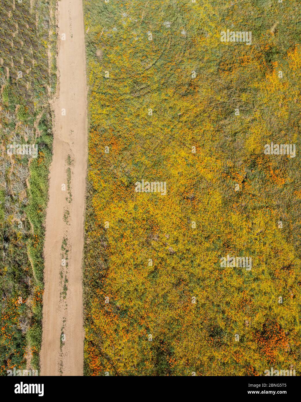 Overhead view of a dirt trail and field of yellow and orange ...
