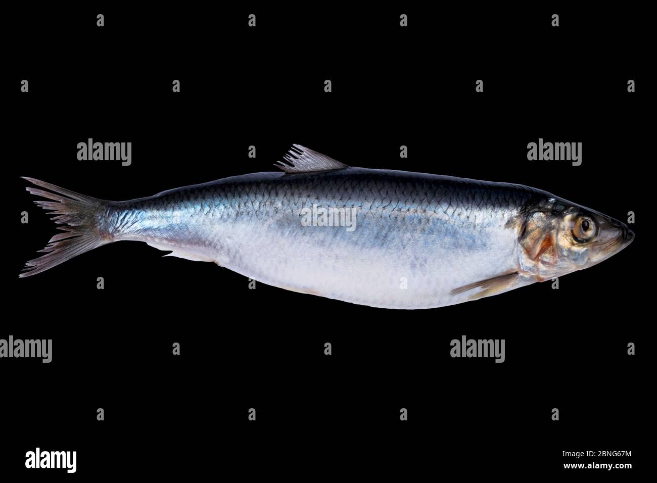 Herring fish isolated on black background. Frozen group of fish. iced ...