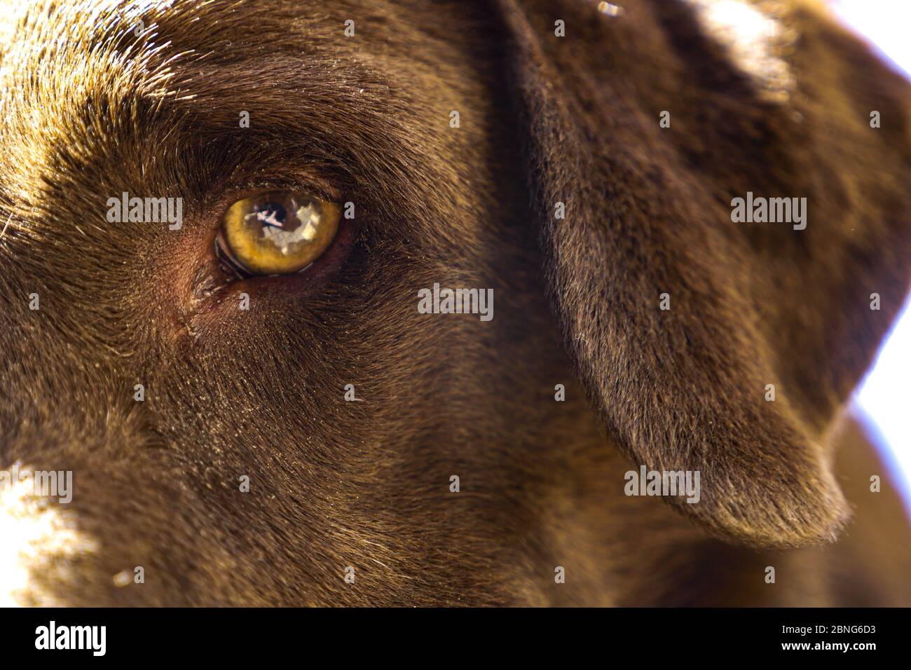 Beautiful brown dog eye closeup looking straight into the camera Stock ...