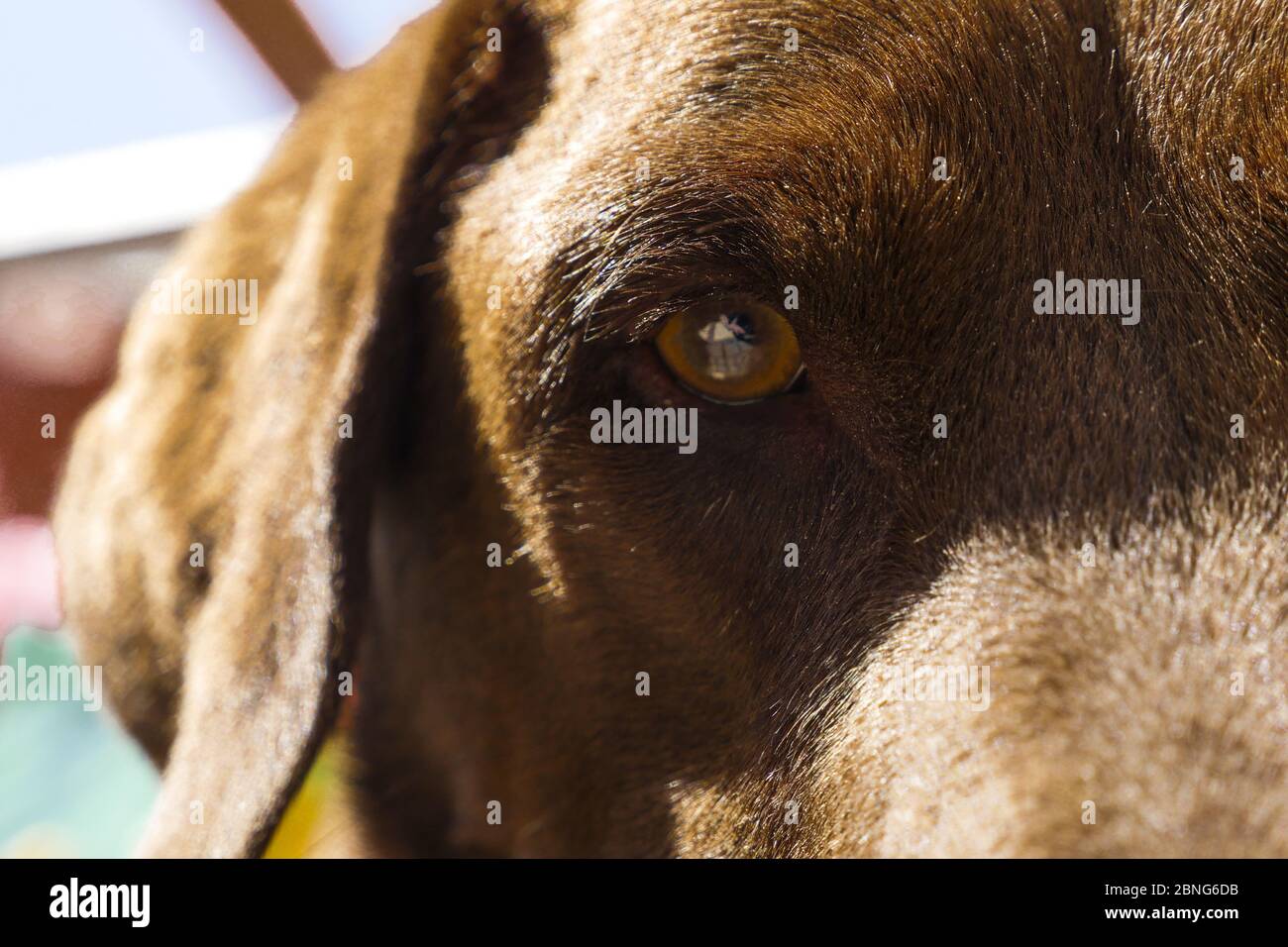 Beautiful brown dog eye closeup looking straight into the camera Stock ...