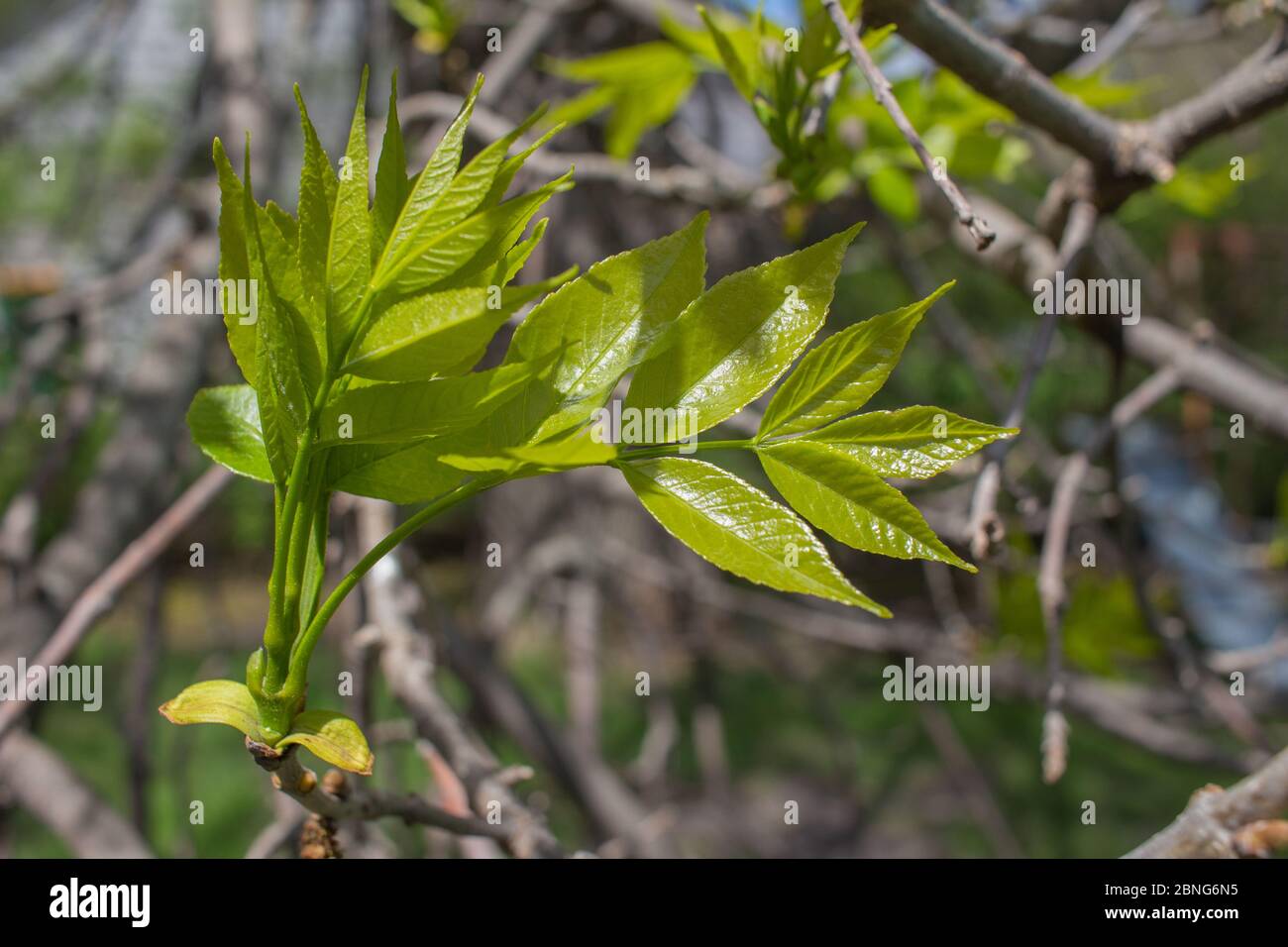 Ash Leaves