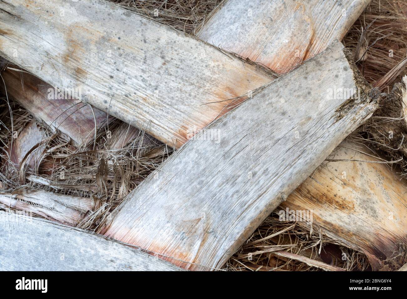 texture of tree bark Stock Photo - Alamy