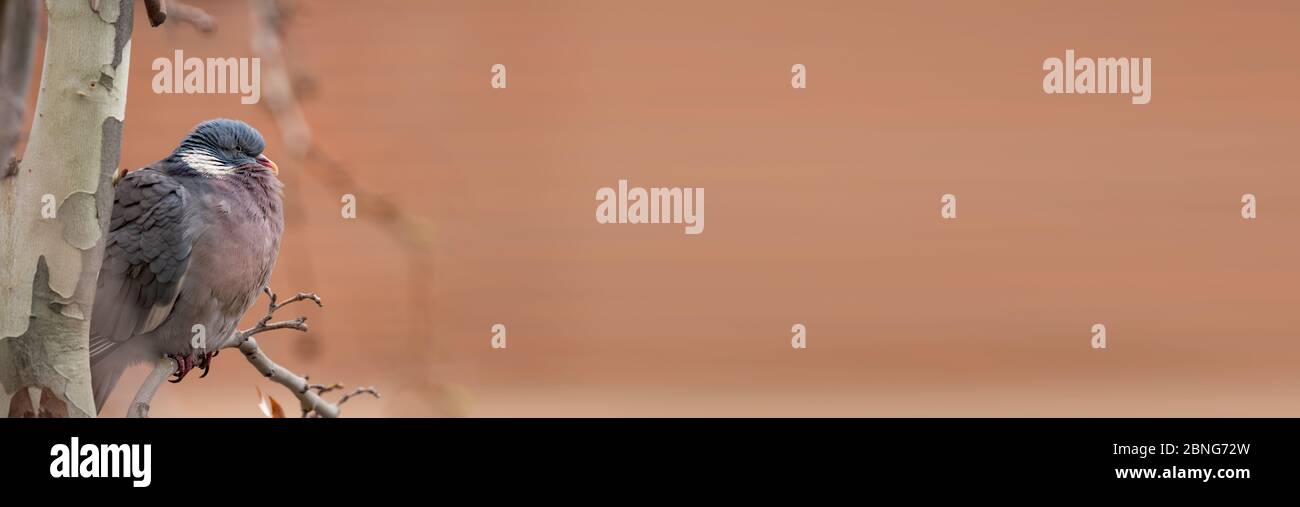 Pigeon shrank back in cold with text space Stock Photo - Alamy