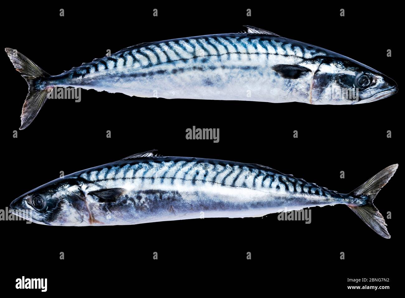Mackerel fish isolated on Black background. Frozen fish. iced atlantic ...