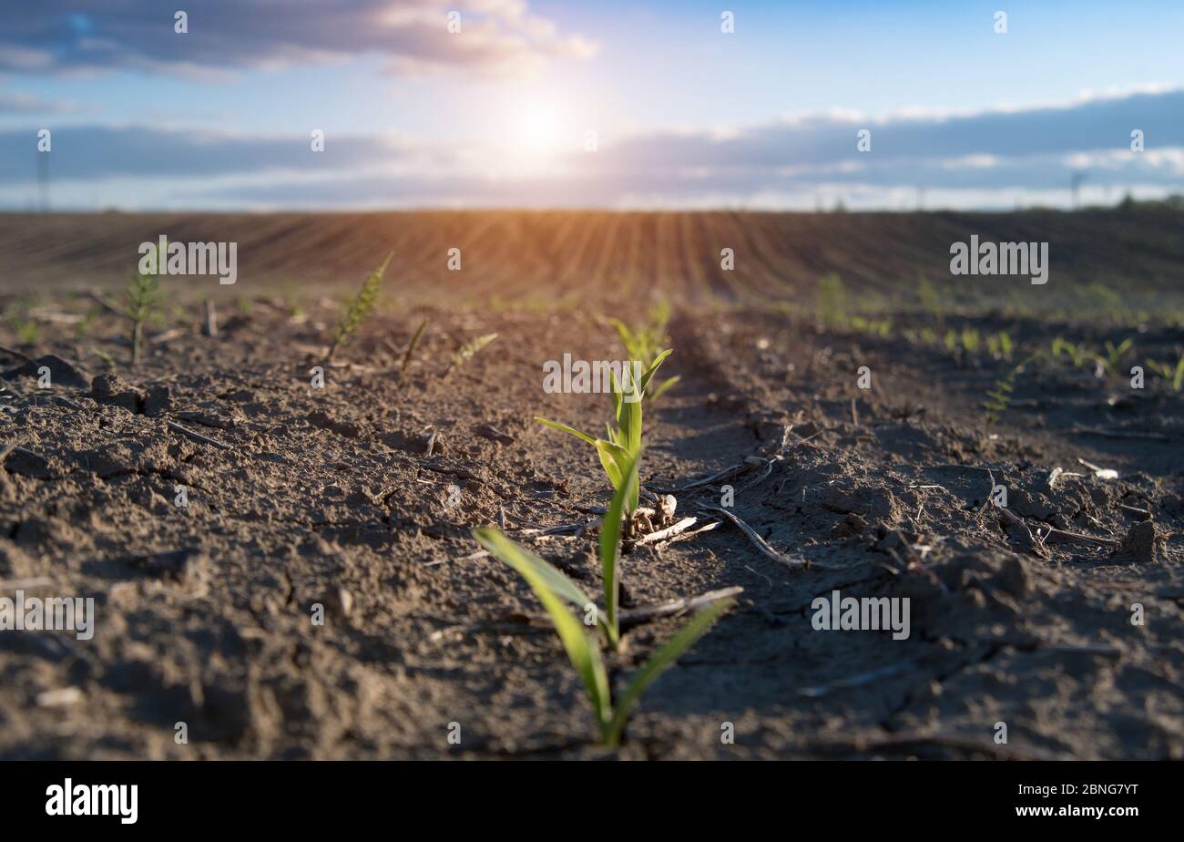 Corn field. The lines in nature. Morning landscape with sunlight Stock ...