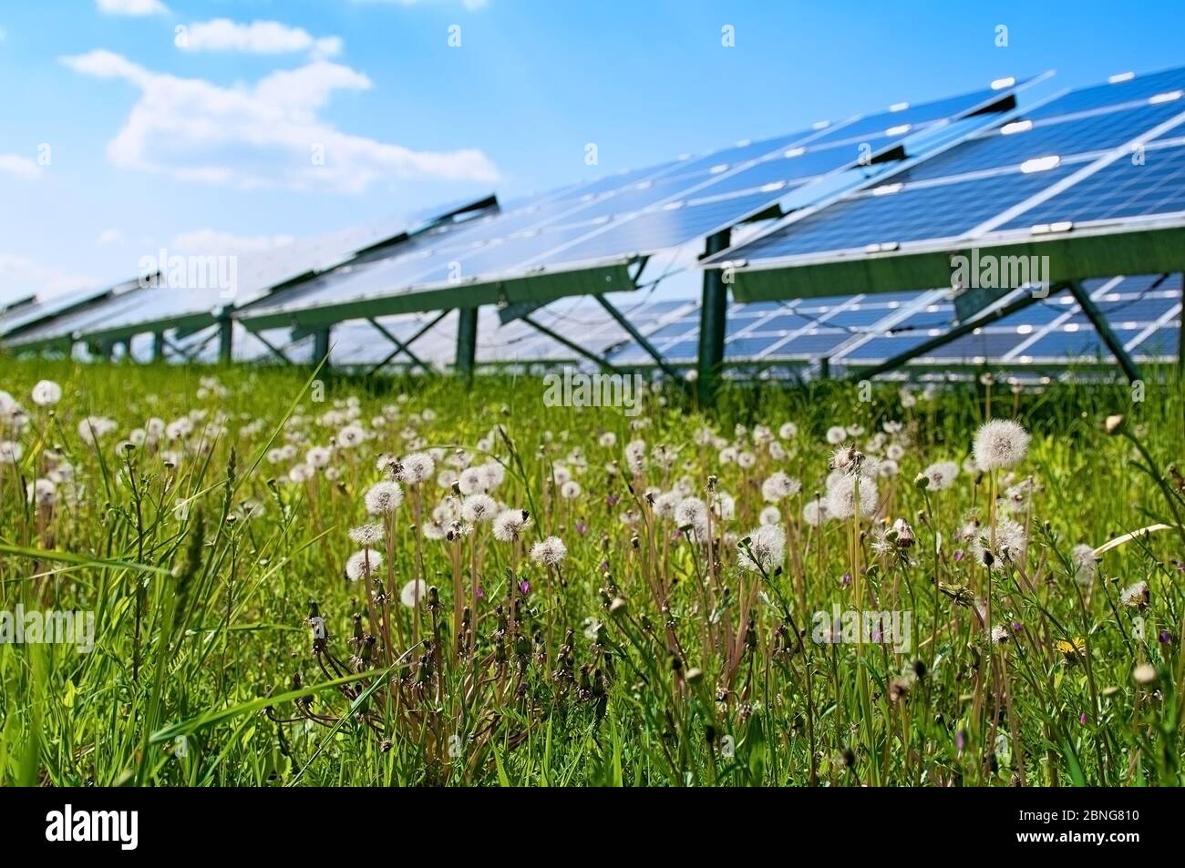 dandelion on a background of solar panels. Close up Stock Photo - Alamy