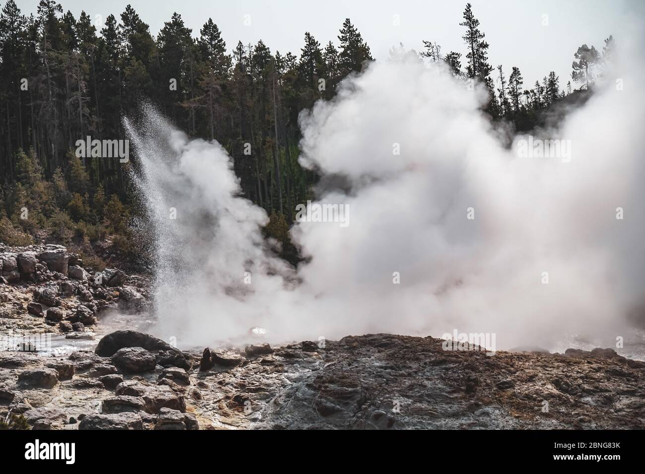 Beautiful view of thick fog rising from the ground near the tall trees ...