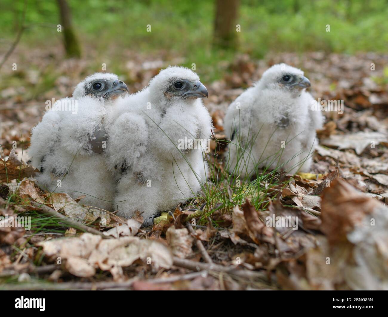 13 May 2020, Brandenburg, Sauen: Three young peregrine falcons (Falco ...