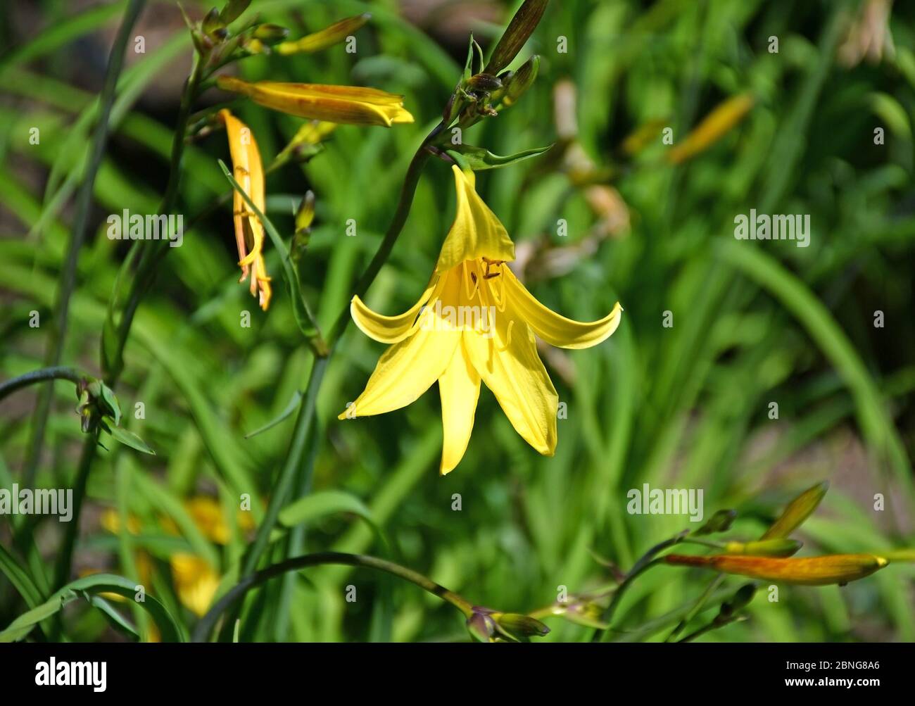 Wilderness spring hi-res stock photography and images - Alamy