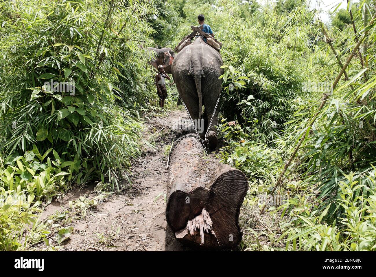 Elephant moving trunk hi-res stock photography and images - Alamy