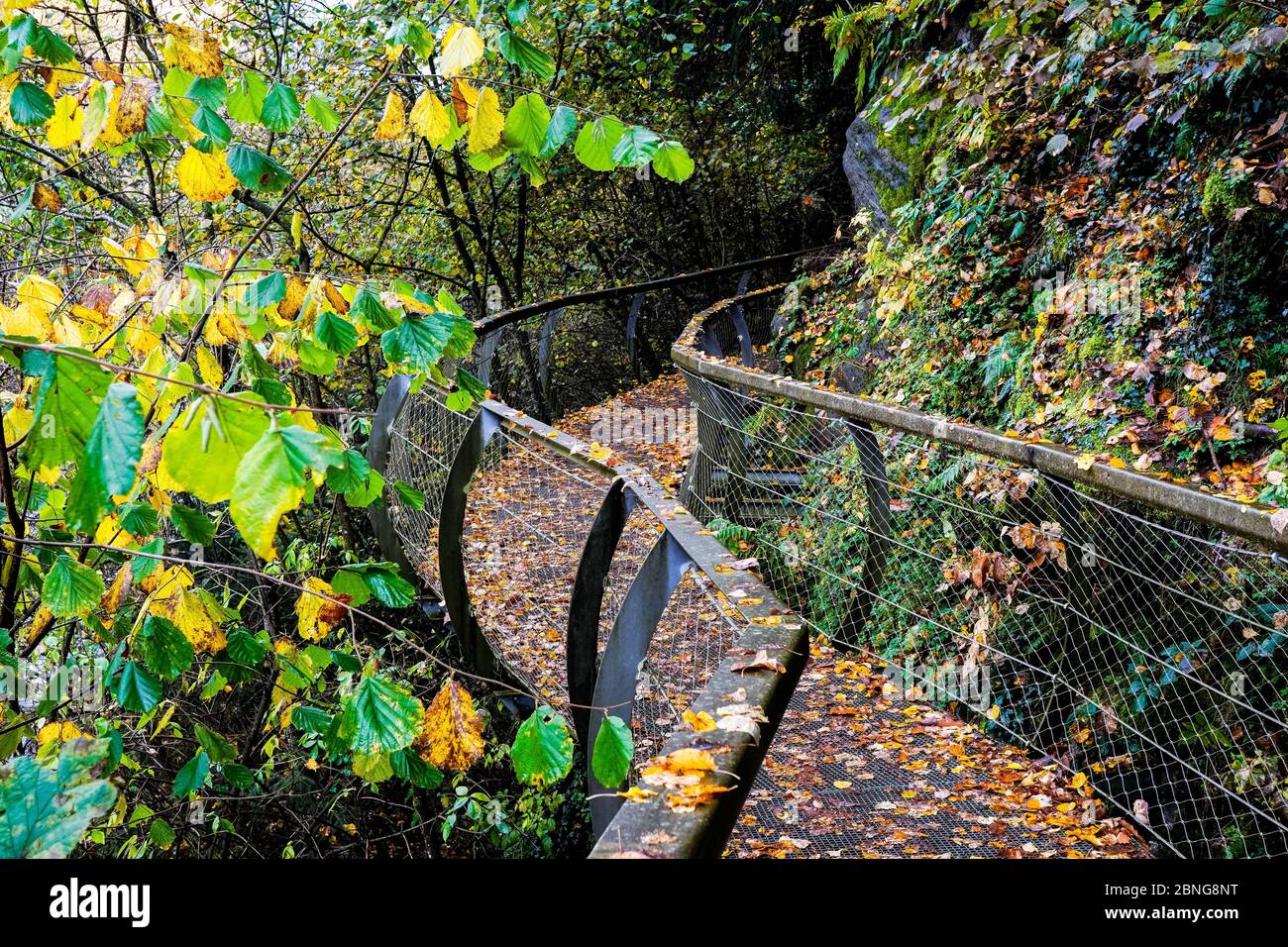 Metal pathway partially covered by trees in the forest Stock Photo - Alamy