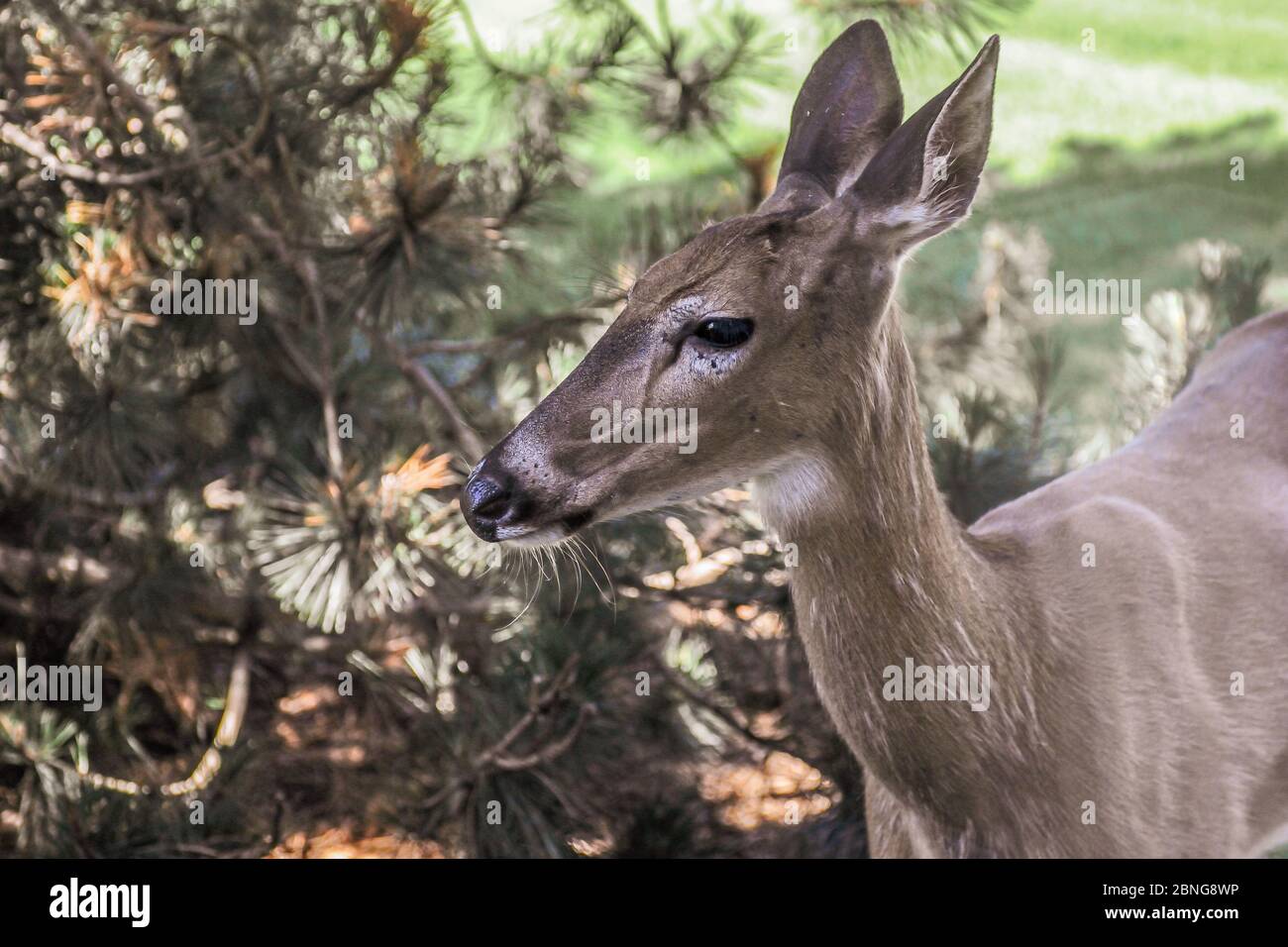 Female deer alone in the woods hi-res stock photography and images - Alamy