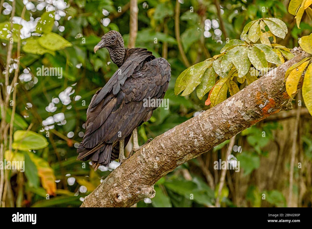 American black vulture on tree branch in the laguna of Sontecomapan ...