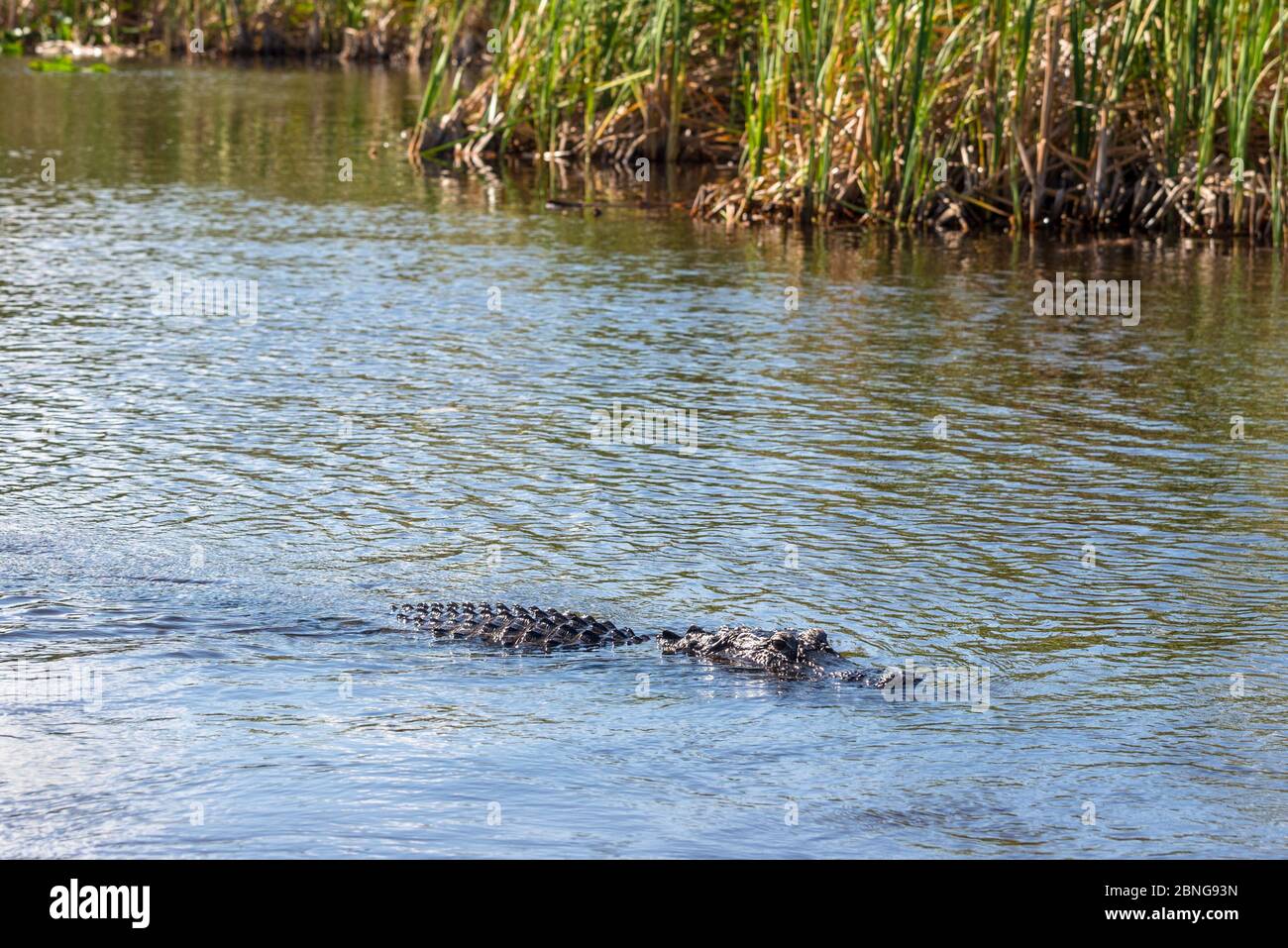 American alligator swimming hi-res stock photography and images - Alamy