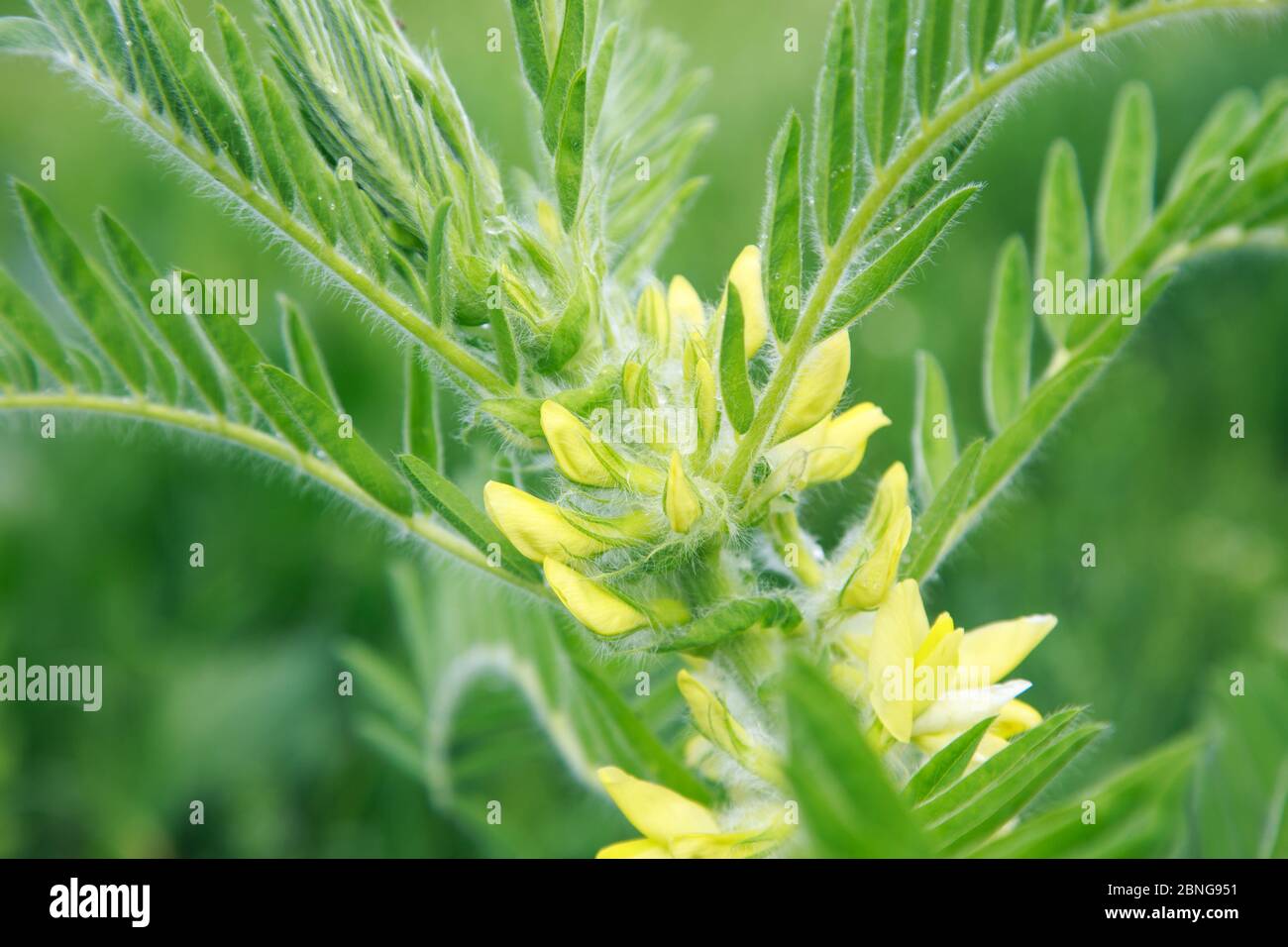 Astragalus close-up. Also called milk vetch, goat's-thorn or vine-like ...