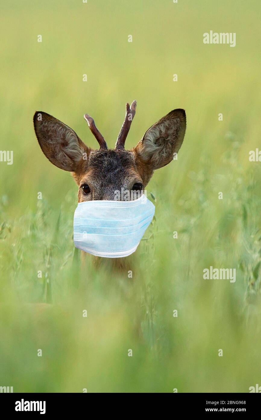 Animal mask deer hi-res stock photography and images - Alamy