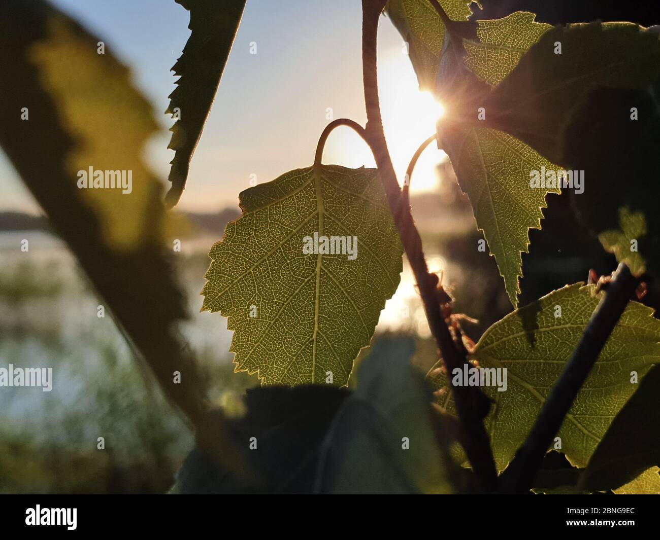 Up at tree leaves hi-res stock photography and images - Alamy