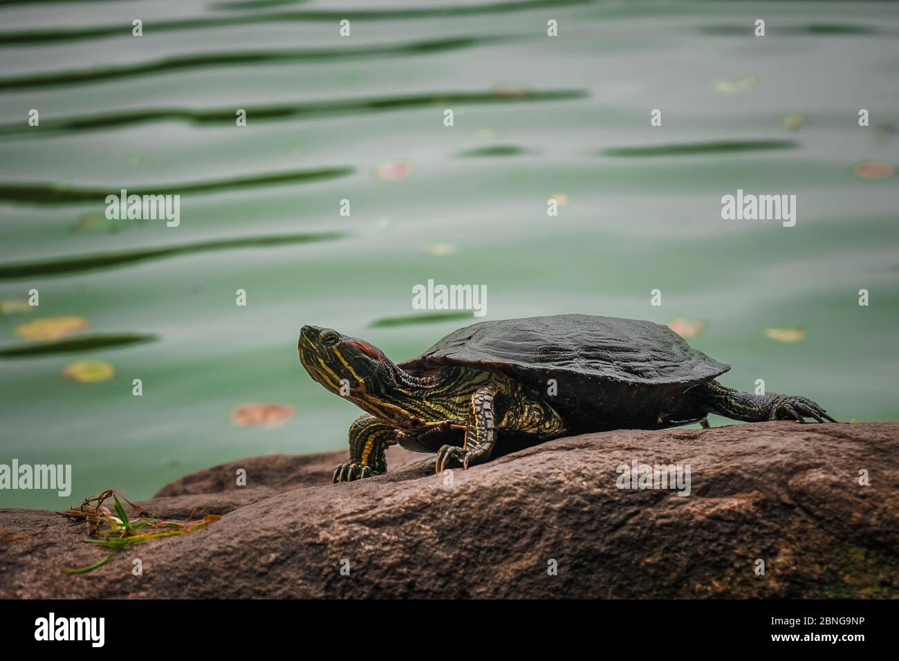 Selective focus shot of a cute turtle on a rock captured by a pond ...