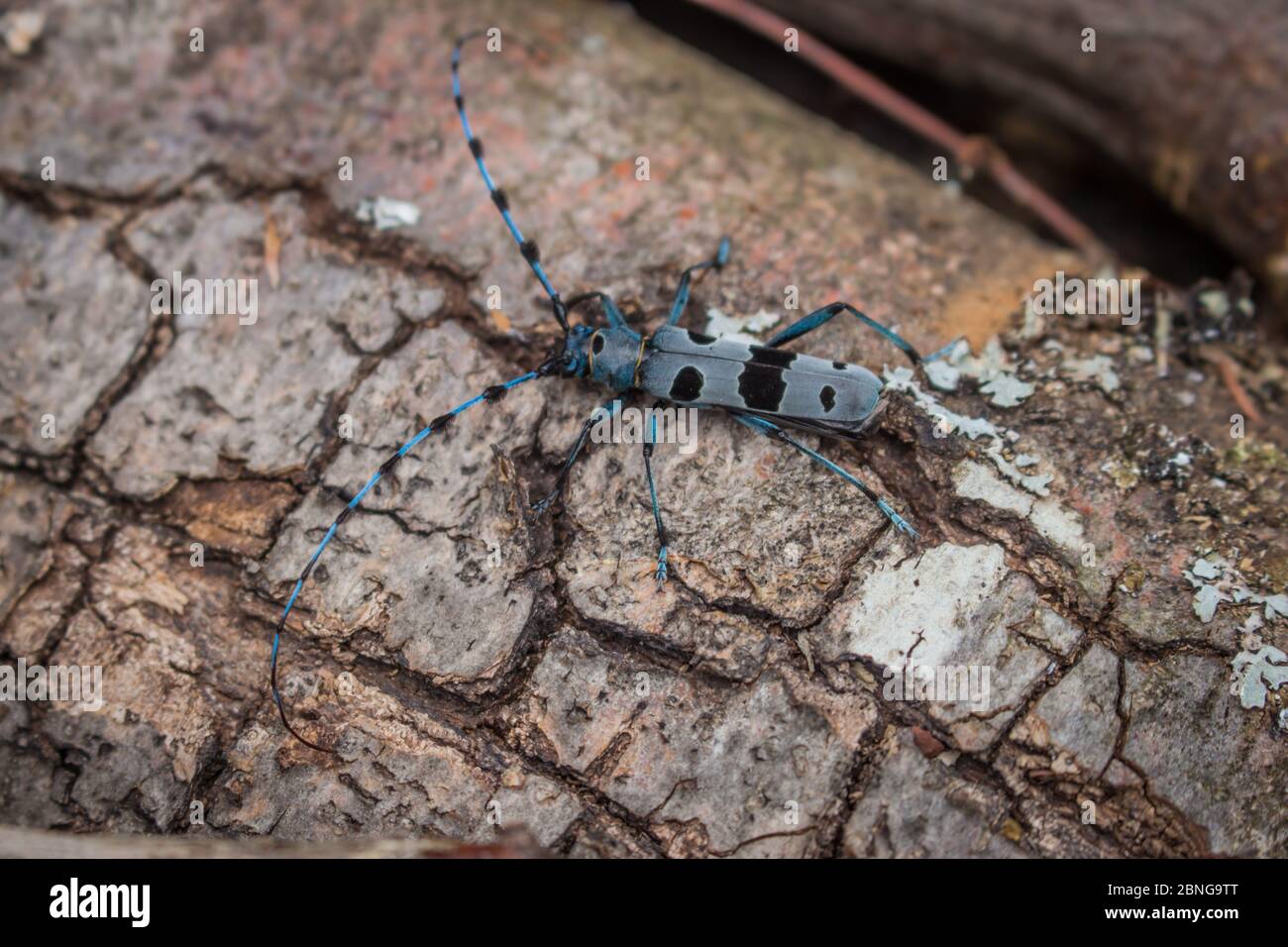Single adult Alpine longhorn beetle, latin name Rosalia alpina (Rosalia ...