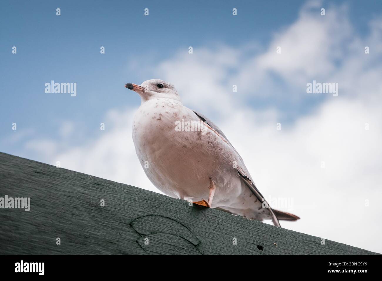 Low angle shot of a white dove sitting on the edge of a wall under the ...